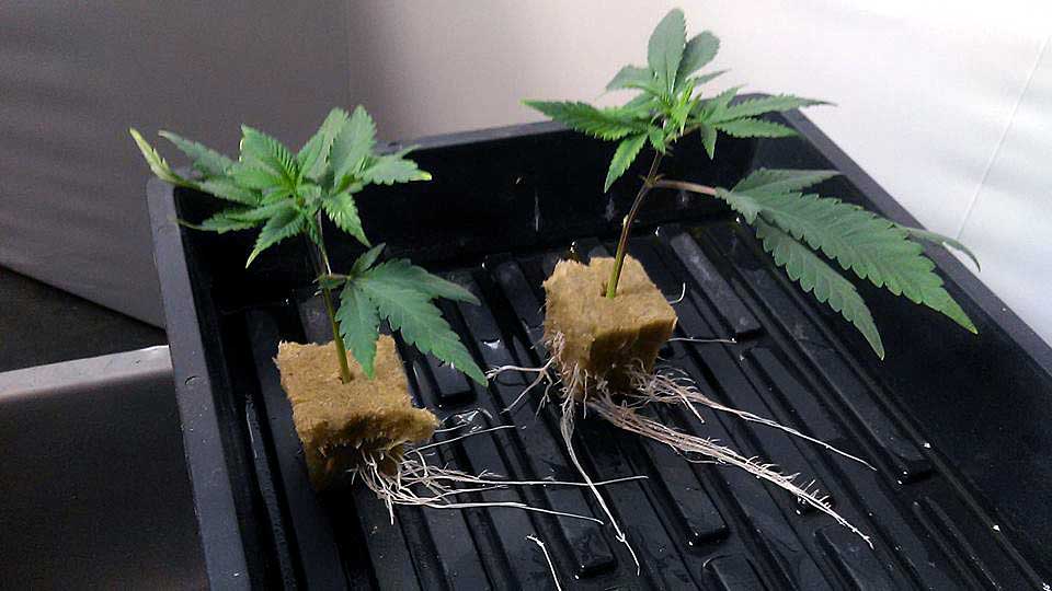 How I Clone Cannabis Easy! - Cal Okes Blog